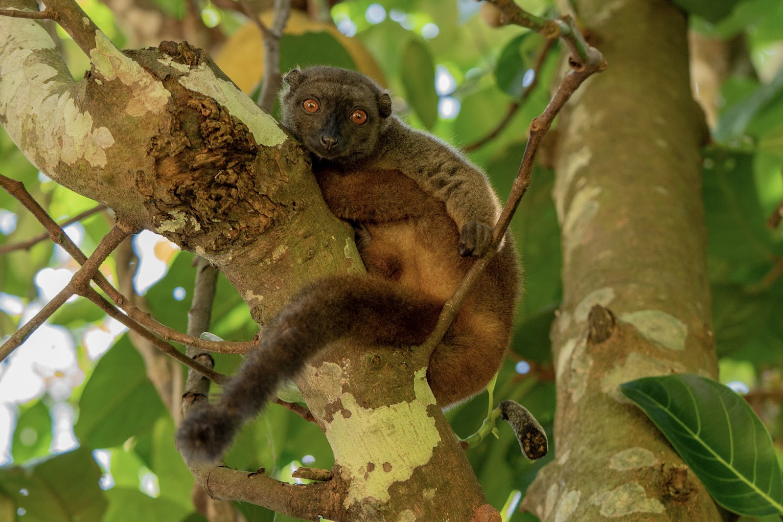 How to get to Masoala National Park and information on rainforest ...