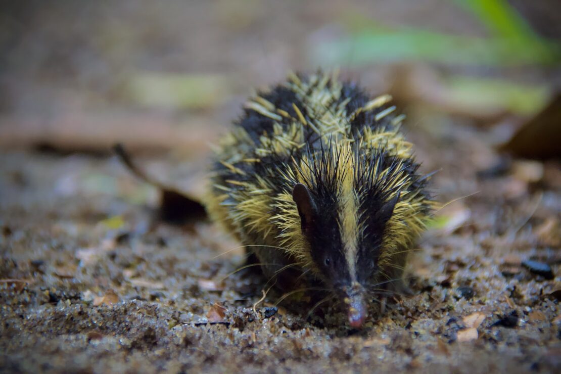 Most unique animals of Marojejy, Masoala and other parks in Sava ...